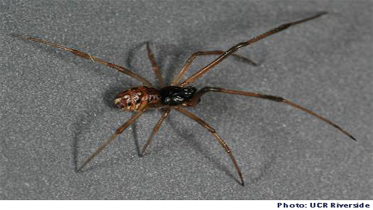 Male Black Widow Spiders Destroy Females’ Webs to Deter Rivals - Pest ...