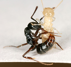 Asian Needle Ant Pushing Out Argentine Ant, Researchers Find - Pest ...