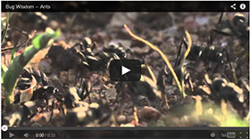 Video: Orkin’s ‘Bug Wisdom’ Campaign - Pest Control Technology