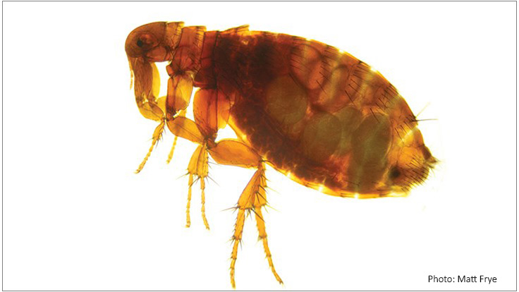 Five Fun Facts About Fleas - Pest Control Technology