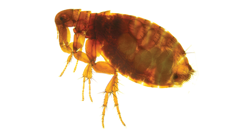 Four Cases of Human Plague Confirmed in New Mexico - Pest Control ...