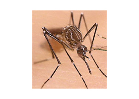 Flight Patterns Reveal How Mosquitoes Find Hosts - Pest Control Technology