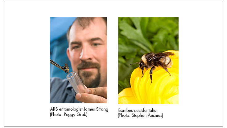 USDA Develops Database for Bumble Bees - Pest Control Technology