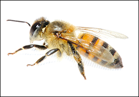 Bees are No. 1 Bug Killer of Workers, Labor Department Reports - Pest ...
