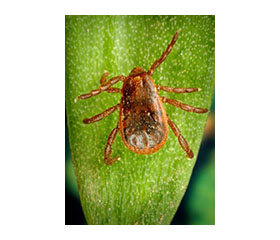 UF/IFAS Scientists Zero in on Brown Dog Tick Control - Pest Control ...