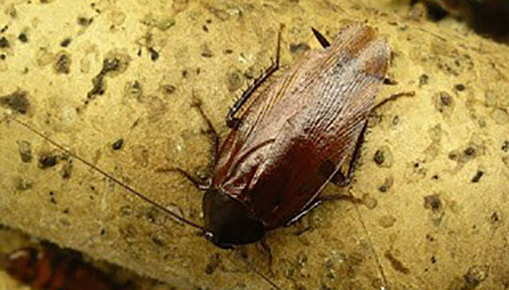 Texas A&M Announces Free Webinar on Managing Cockroaches and Ants ...