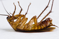 Study Shows IPM Reduces Cockroach Allergens in Schools - Pest Control ...