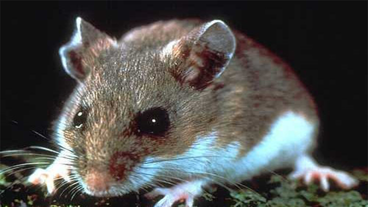 Scientists Using Genetic Technology to Control Pests - Pest Control ...