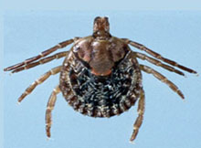 Tick Responsible for Equine Piroplasmosis Outbreak Identified - Pest ...