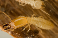 Orkin Reports Increased Termite Activity in Some Southeastern Branches ...