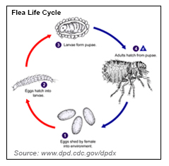 Breaking the Flea Life Cycle: Why IGRs Are Vital to Eradication - Pest ...