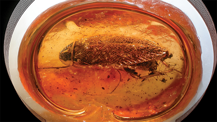 Prehistoric Cockroach Returns Home - Pest Control Technology