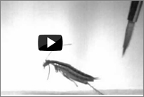 Video: Leaping Cockroach Can Jump as High as a Grasshopper - Pest ...