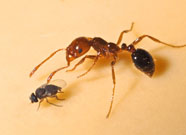 New Red Imported Fire Ant Enemies in Place for Combat - Pest Control ...