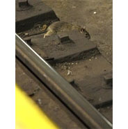 Bobby Corrigan Shines Light on Rats in NYC Subways - Pest Control ...