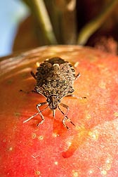 New Stink Bug Trapping Methods Being Tested - Pest Control Technology
