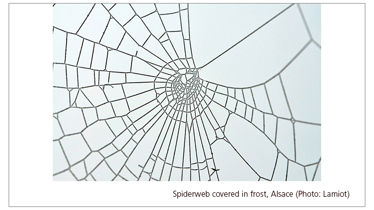 DNA from Spider Web Reveals the Species of Spider and Its Prey - Pest ...
