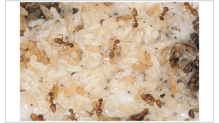MSU Researchers Continue to Study, Monitor Tawny Crazy Ants - Pest ...