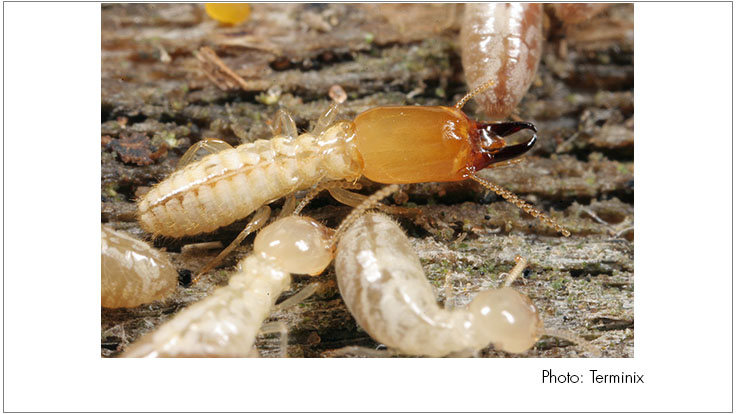 Terminix Releases Top 15 Termite Infested Cities List - Pest Control ...