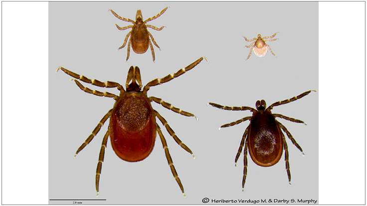 CDC Awards $10 Million for Insect Borne Disease Center - Pest Control ...