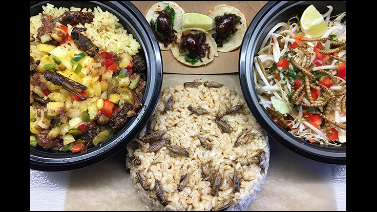 Western Exterminator to Bring ‘Bug Lunch’ to the Table with Pop-Up ...