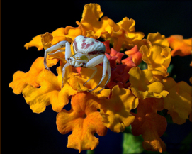 Peachtree’s Marc Terry Wins PCT Photo Contest - Pest Control Technology