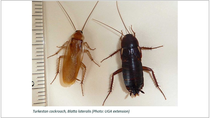 Turkestan Cockroach Now Resident of Georgia, UGA's Suiter Says - Pest ...