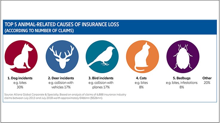 Bed Bug Incidents Account for Almost 8% of Animal-Related Insurance ...