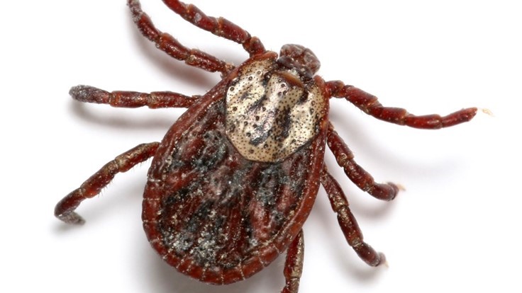 Multiple Agents of Tick-Borne Diseases Present in Long Island Ticks ...