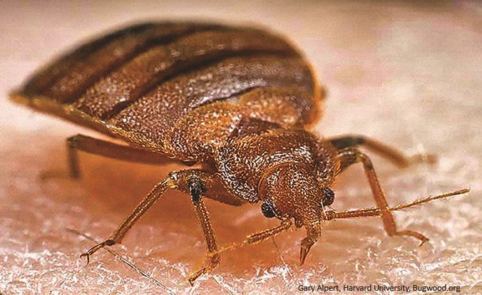 Bed Bug Prevention Program Launched at Philadelphia Affordable Housing ...
