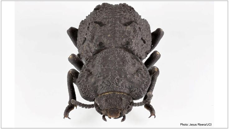 UC Irvine Researchers Studying 'Indestructible' Beetle - Pest Control ...