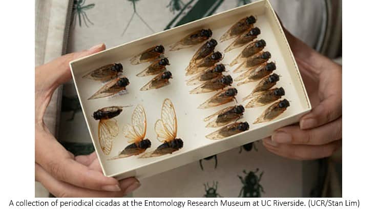 Cicada Explosion Mystifies UCR Insect Expert - Pest Control Technology
