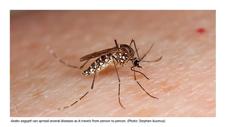 Pest Spotlight: Canada’s Top 3 Mosquitoes - Pest Control Technology