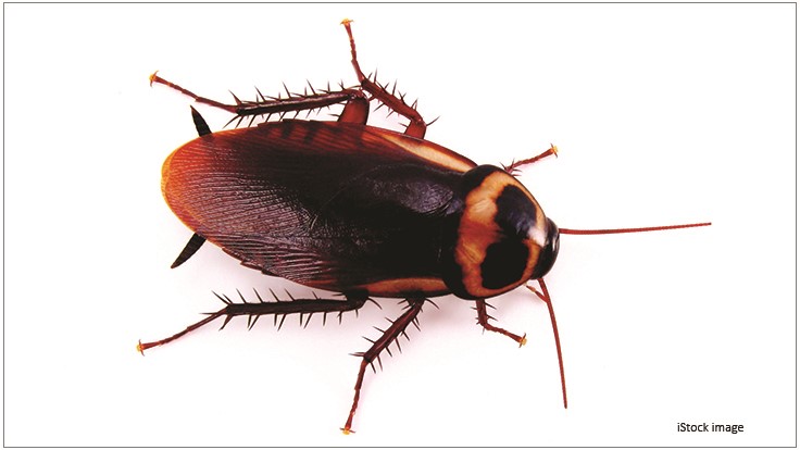 6 Tips for Controlling Difficult Cockroach Infestations - Pest Control ...