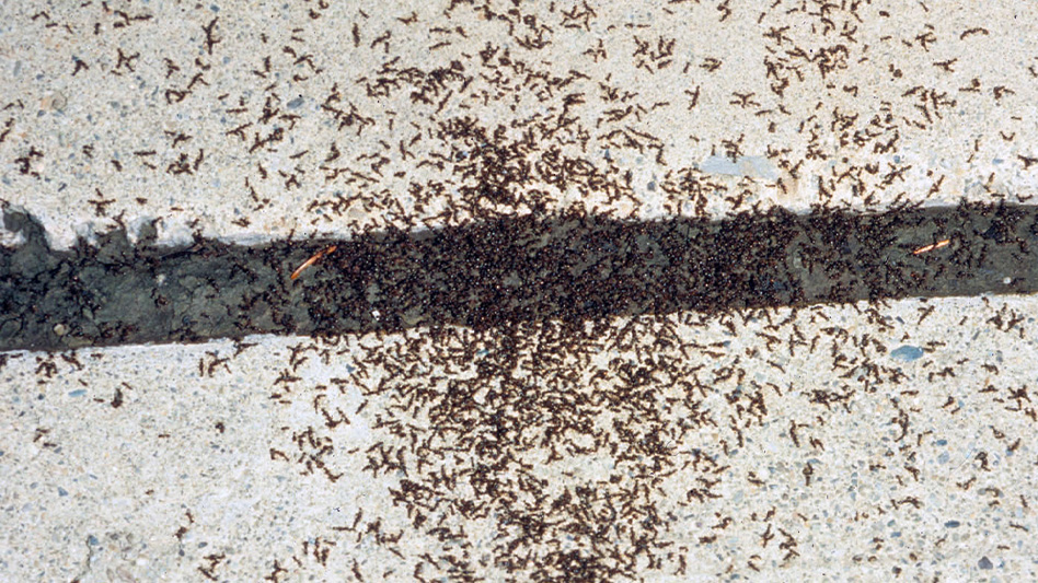 Ant Invasion - Pest Control Technology