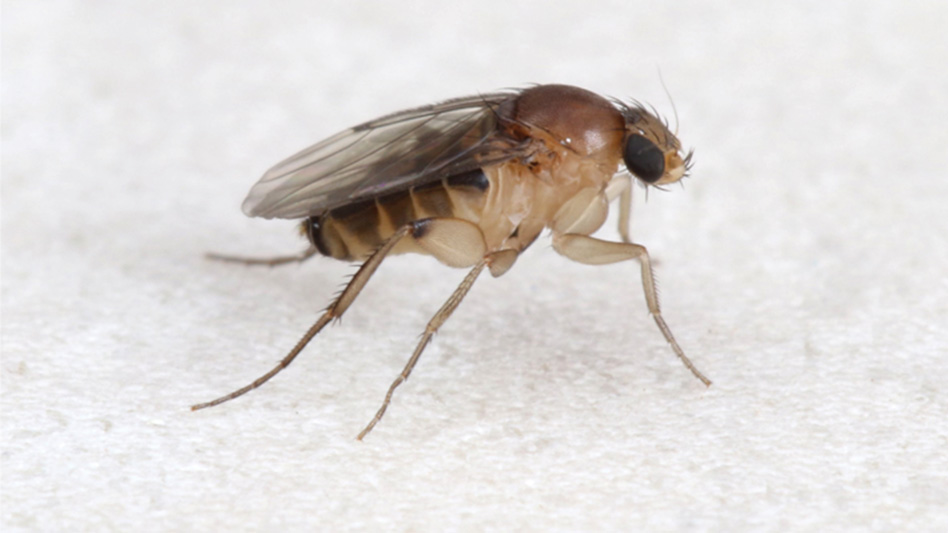 Effective Small Fly Control Strategies - Pest Control Technology