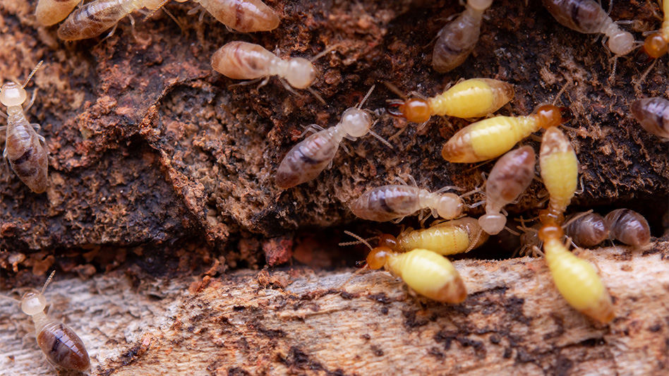 Climate-Friendly Air Conditioning Inspired by Termites - Pest Control ...