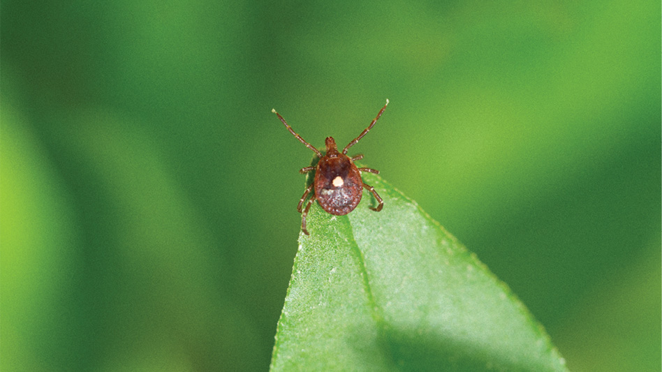 The Lone Star Tick: A Growing Concern - Pest Control Technology
