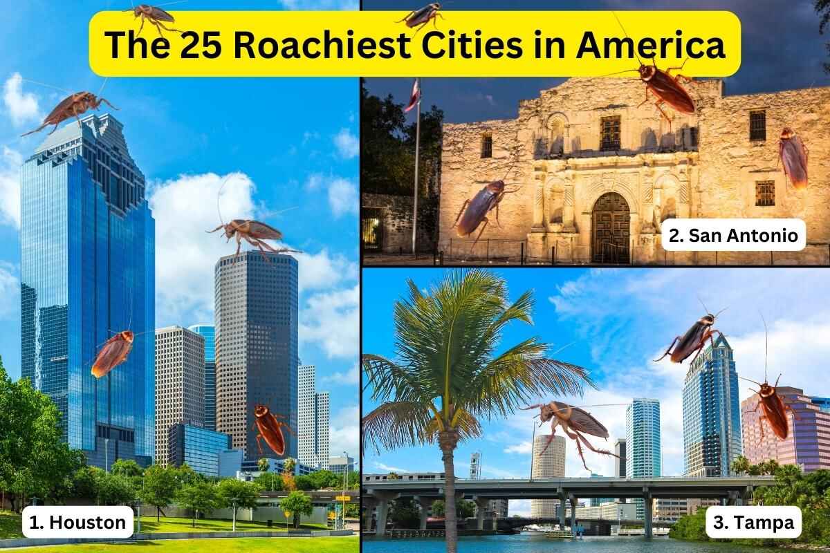 Pest Gnome Releases 25 'Roachiest' Cities in U.S. - Pest Control Technology
