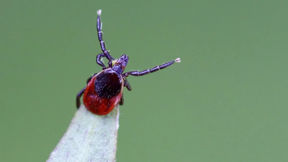 Study Finds Tick-Repelling Potential in Three Botanical Compounds ...