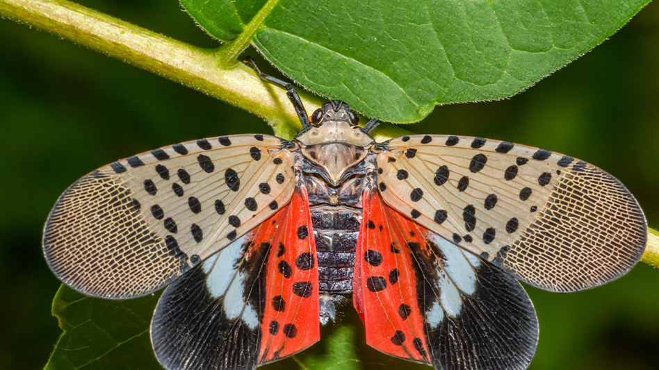 Spotted Lanternfly Reveals a Potential Weakness, USDA Reports - Pest ...