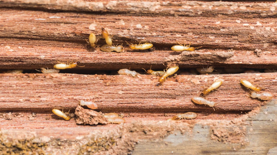 Termite Control Tools and Equipment for PMPs - Pest Control Technology
