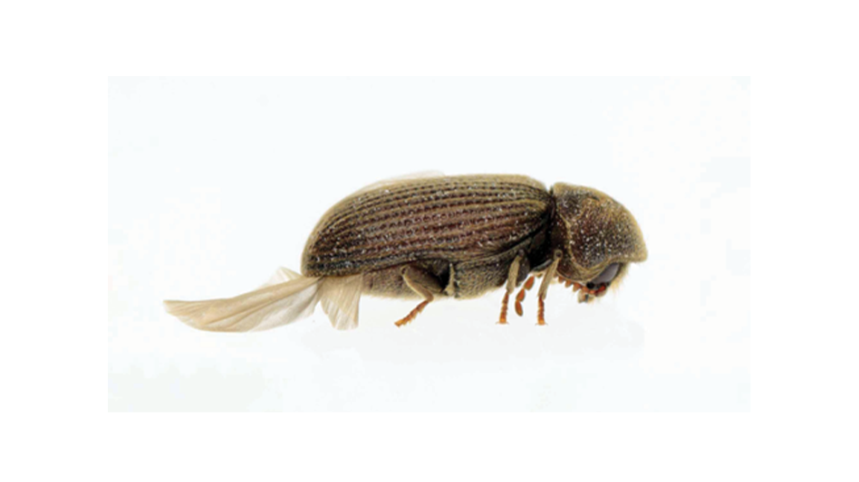 Wood-Boring Beetles Identification and Control Tips - Pest Control ...