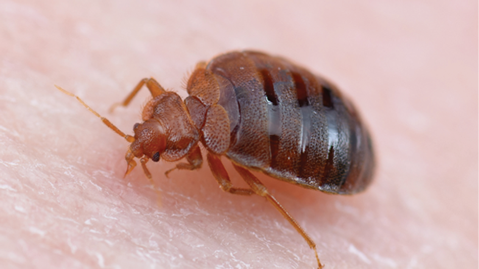 Newly Published: 'What’s Working for Bed Bug Control in Multifamily ...