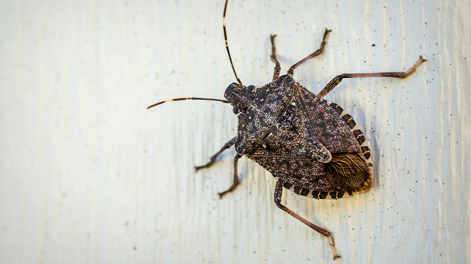 Meet the Brown Marmorated Stink Bug - Pest Control Technology