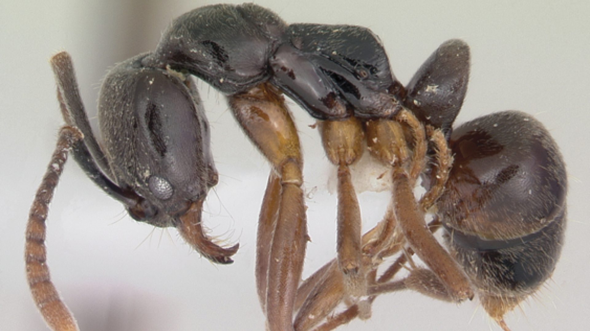 The Invasive Asian Needle Ant - Pest Control Technology