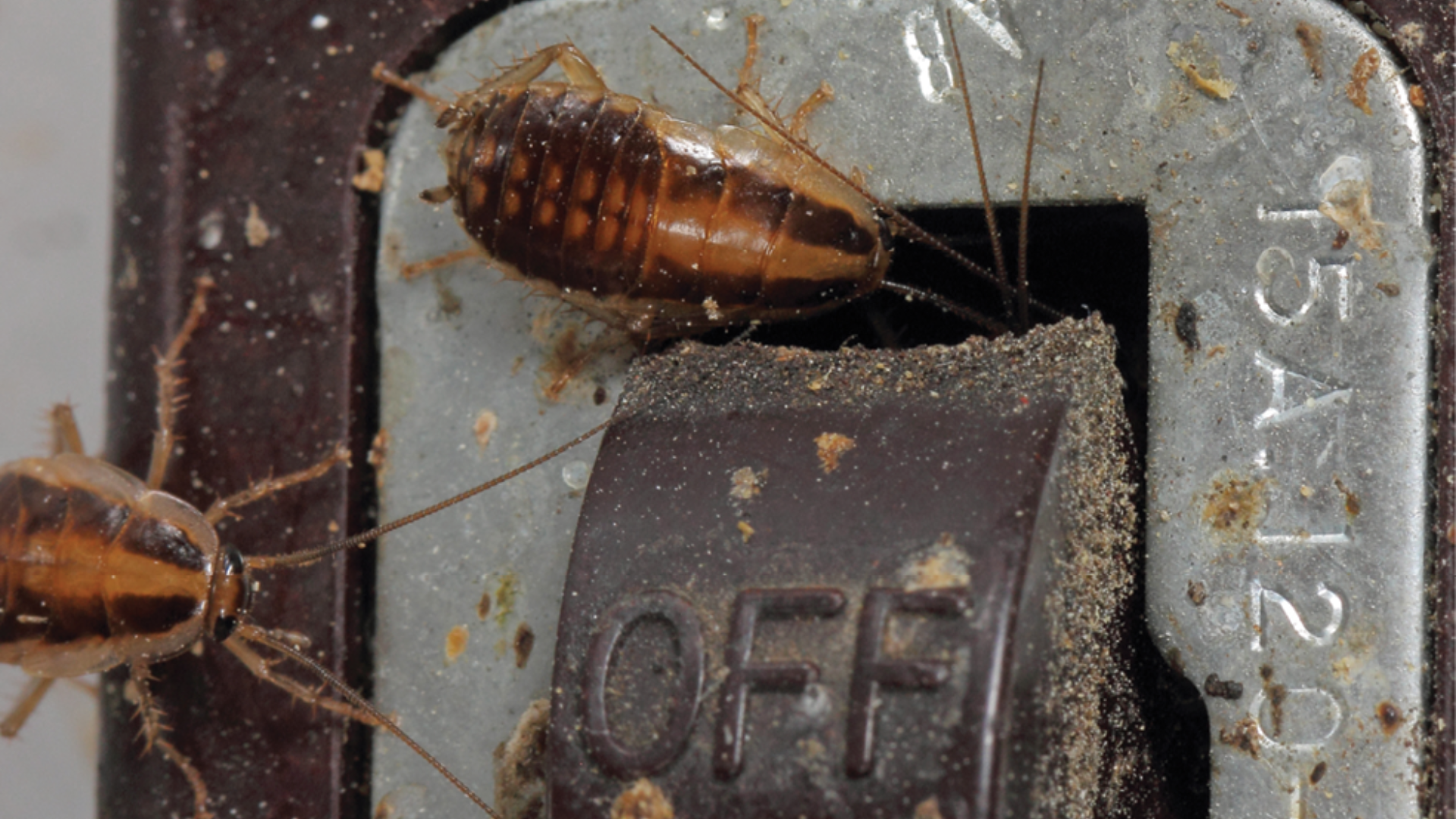 German Cockroach Control Mythbusting - Pest Control Technology