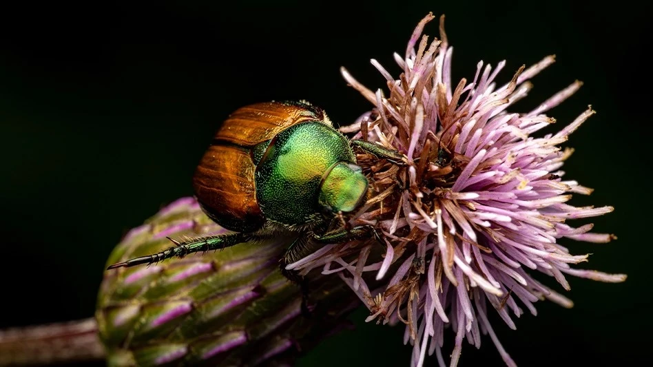 PCT Launches 24th Annual Best Pest Photo Contest - Pest Control Technology